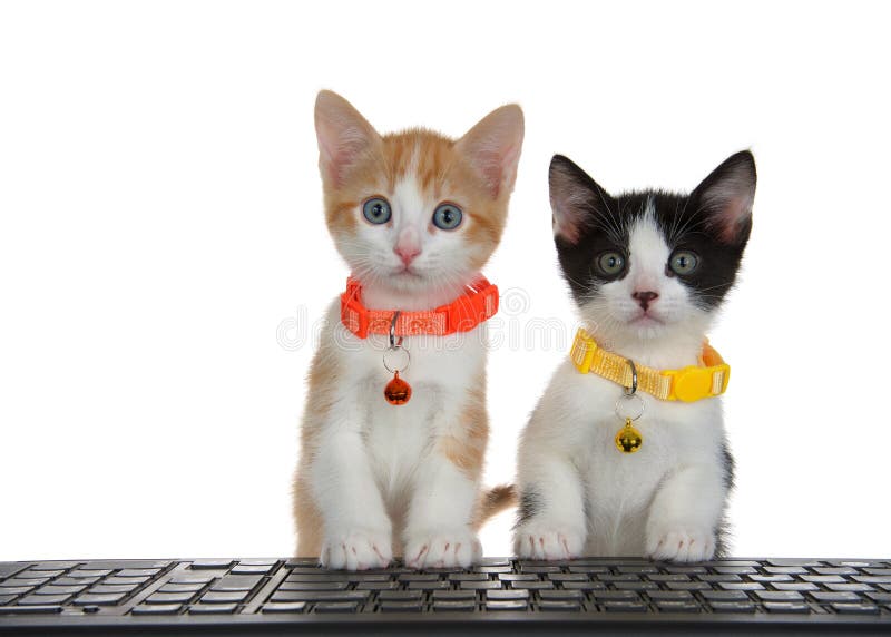 Kittens at Computer Keyboard, Isolated Stock Image - Image of kitten ...