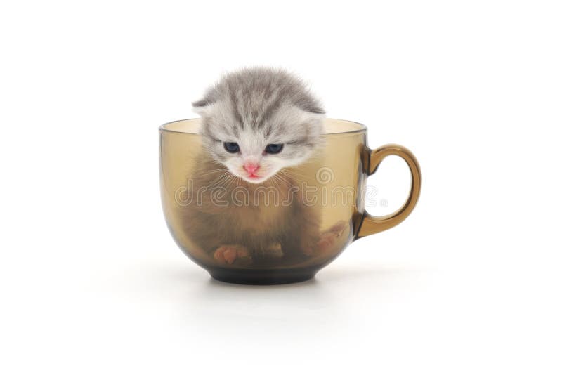 Kittens in cup stock image. Image of sitting, studio - 18013113