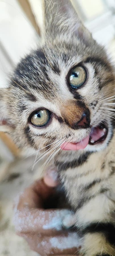 Kittens after Eat and it Looks Like Very Happy Stock Image - Image of ...