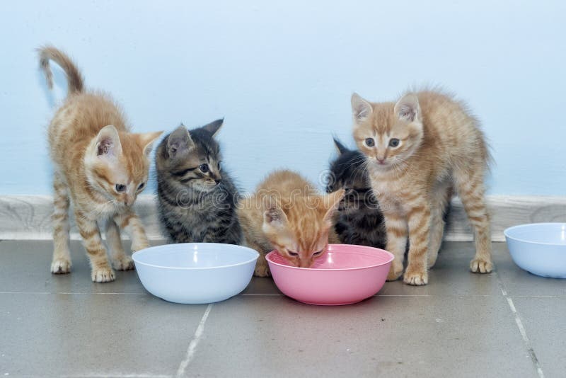 Kittens eating stock image. Image of looking, sitting - 73004367
