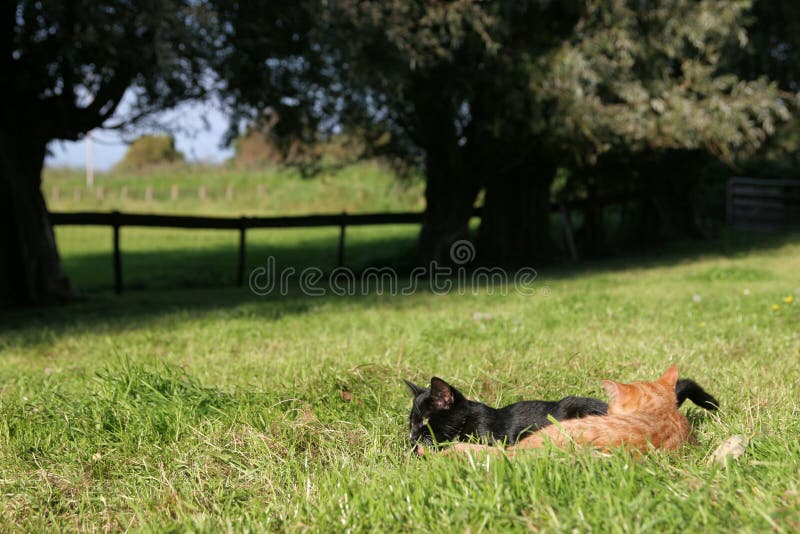 Kittens in the field stock image. Image of cute, warmth - 7178383