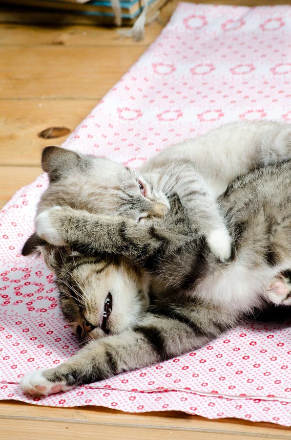 Kittens fighting stock image. Image of kittens, nose - 52077759