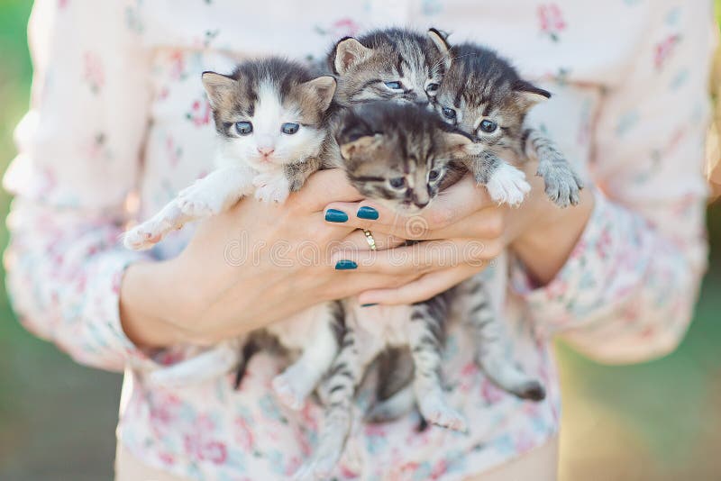 Kittens in the hands of stock photo. Image of eyes, four - 87584150