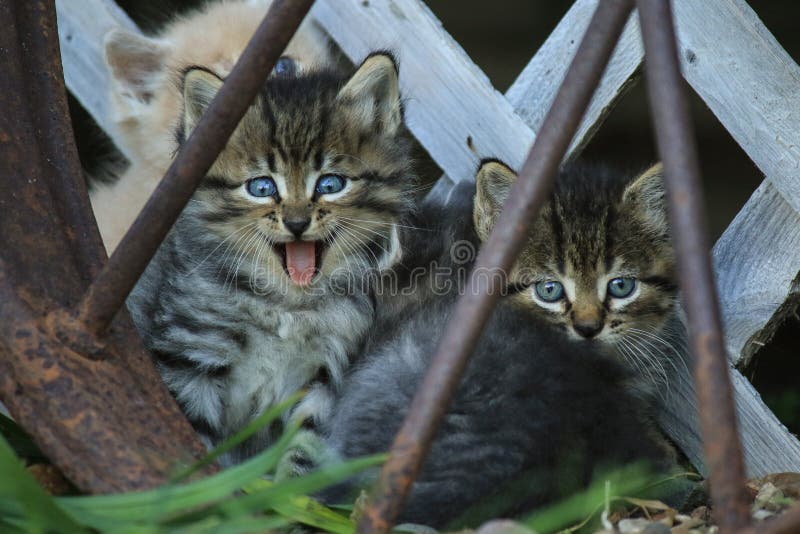 Kittens stock photo. Image of baby, litter, love, yawn - 57005880