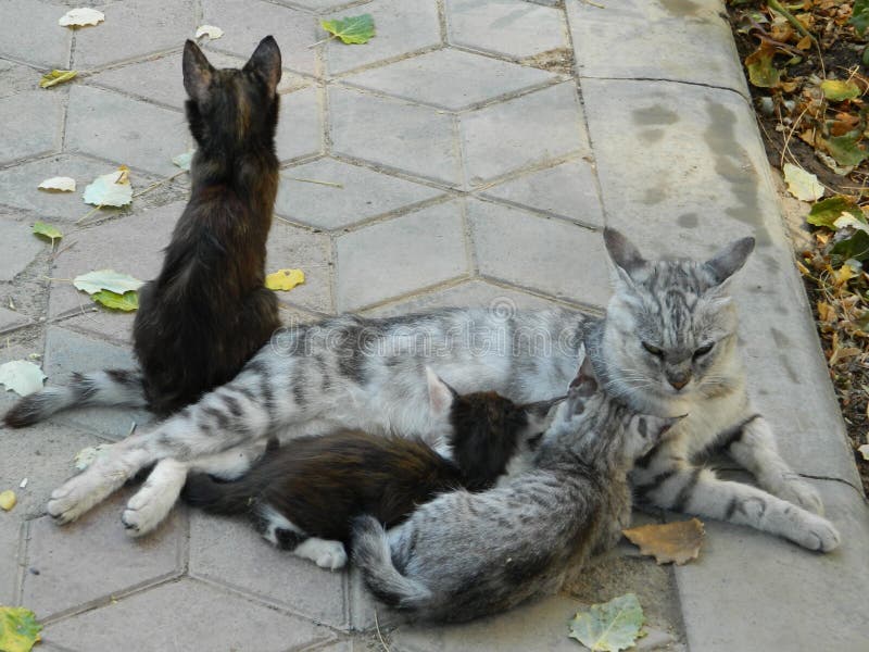 Kittens stock photo. Image of natural, kittens, butiful - 85254932