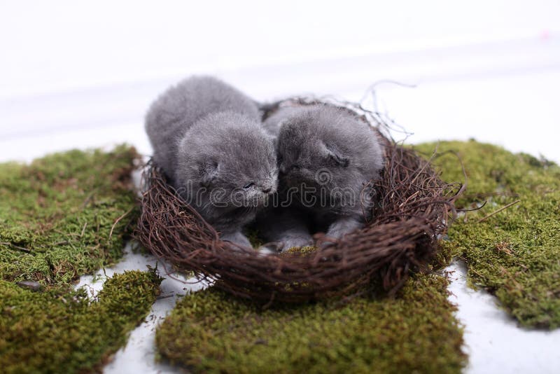 Kittens in a nest stock photo. Image of born, kitten - 92343290