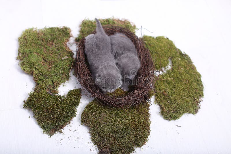 Kittens in a nest stock image. Image of nest, branch - 92133401