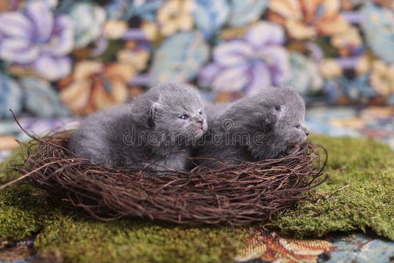 Kittens in a nest stock photo. Image of nest, branch - 92184474