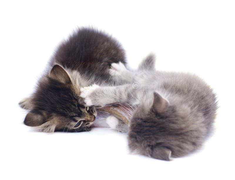 Cat Divider Lines Stock Photos - Free & Royalty-Free Stock Photos from ...