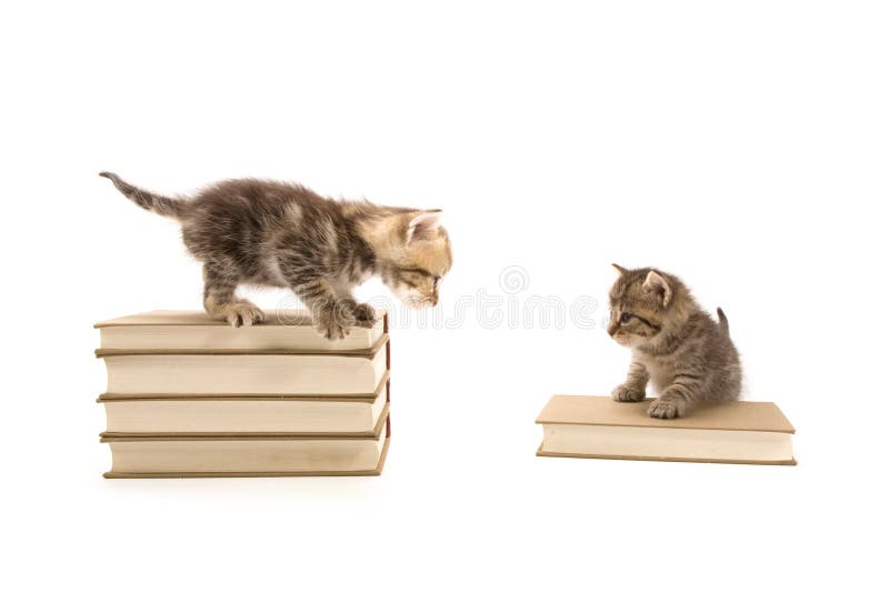 Cat with books stock photo. Image of cute, laying, kitty - 7151928