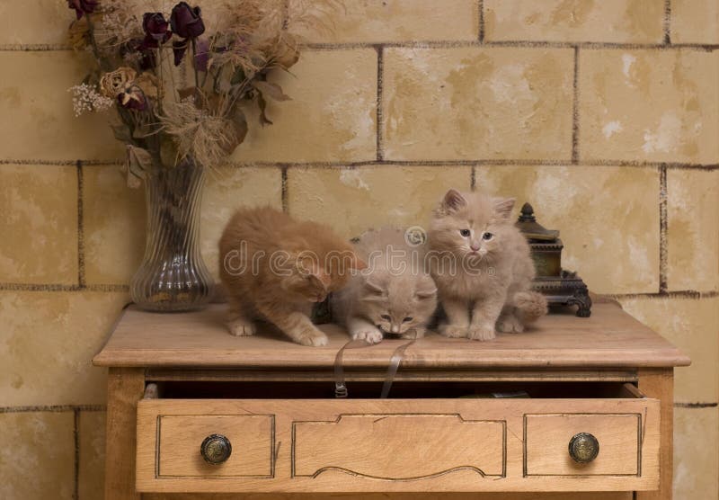 Kittens playing stock image. Image of young, feline, kitten - 3299937