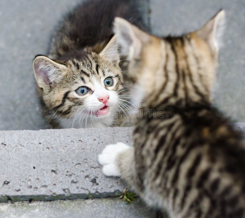 Kittens stock image. Image of growing, eyes, life, kittens - 84192237