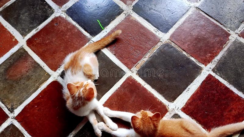 Kittens Playing with a Laser Pointer on the Floor Stock Footage - Video ...