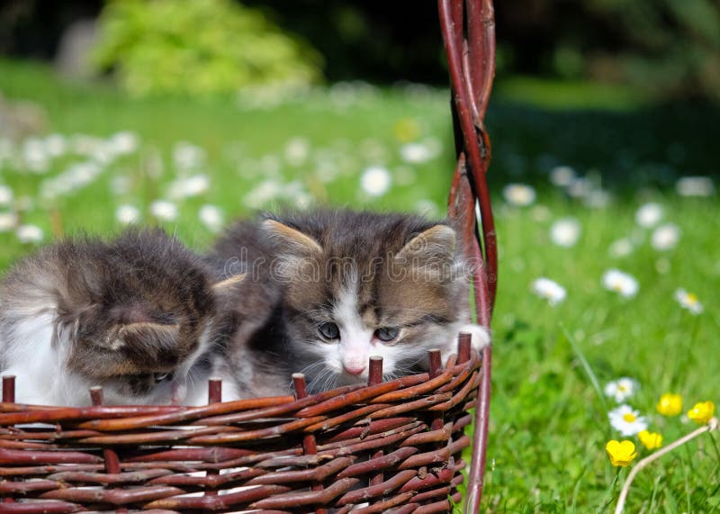 Kittens playing outdoor stock photo. Image of kitten - 94341796