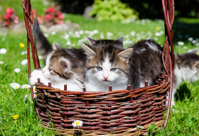 Kittens playing outdoor stock image. Image of green, funny - 94341863