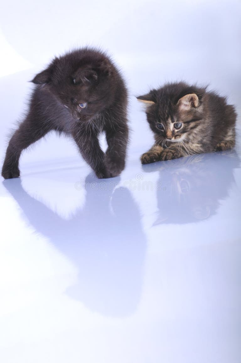 1,974 Cute Cats Playing Together Stock Photos - Free & Royalty-Free ...
