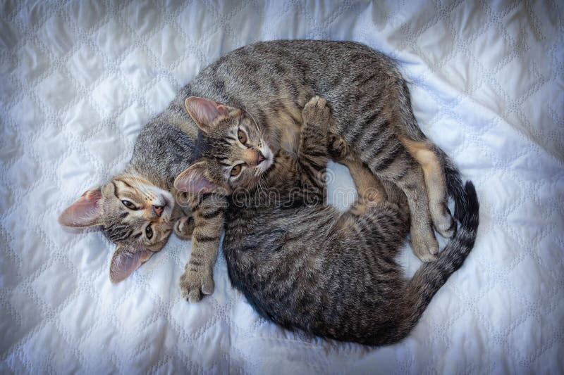 Kittens playing together stock image. Image of closeup - 293943957