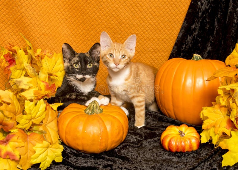 Kittens and Pumpkins stock image. Image of feline, orange - 78025701