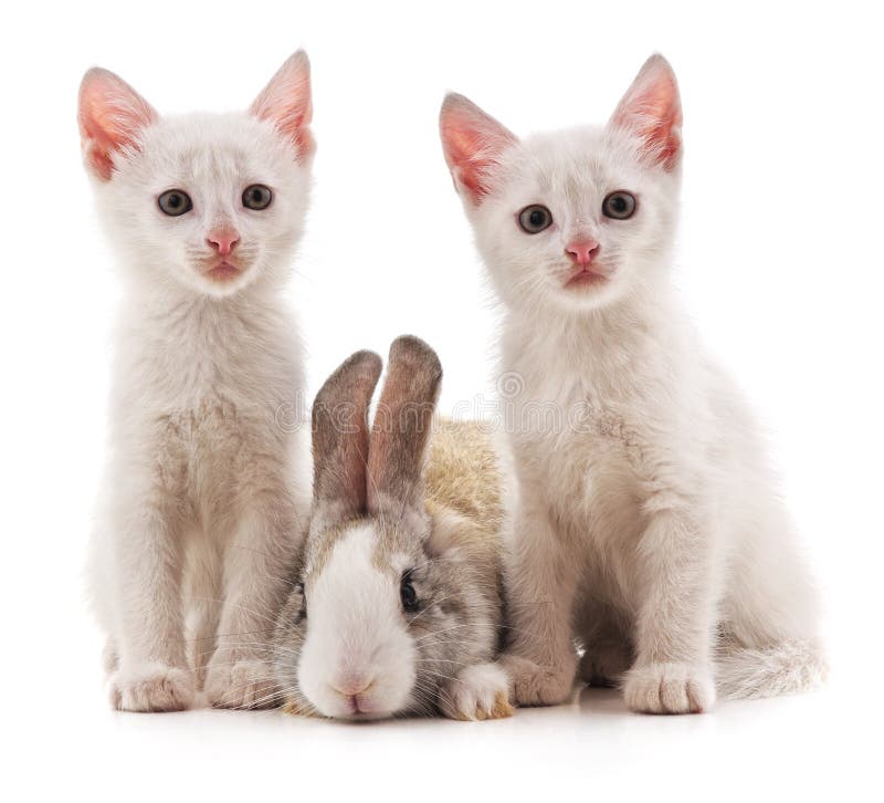 Cute Kittens And Bunnies