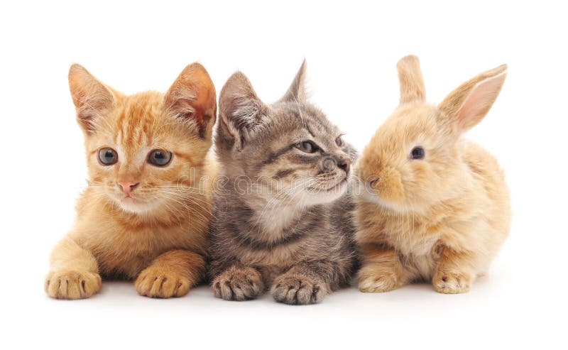 Cute Kittens And Bunnies