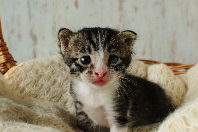 Kittens. Small, Lovely Creatures. Stock Photo - Image of faces ...