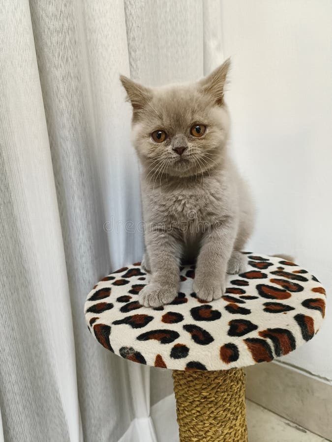 Kittens Taking Photos Look Cute and Adorable Stock Photo - Image of ...