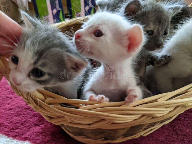 Kittens, Three Weeks Old in a Basket Stock Image - Image of puppy ...