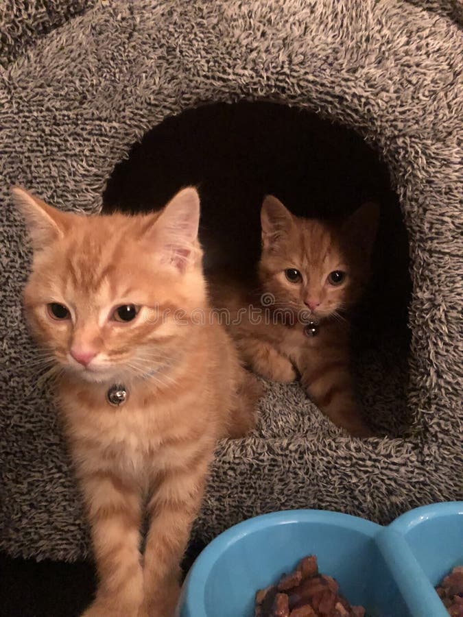 Ginger kittens stock photo. Image of carnivoran, ginger - 105015310