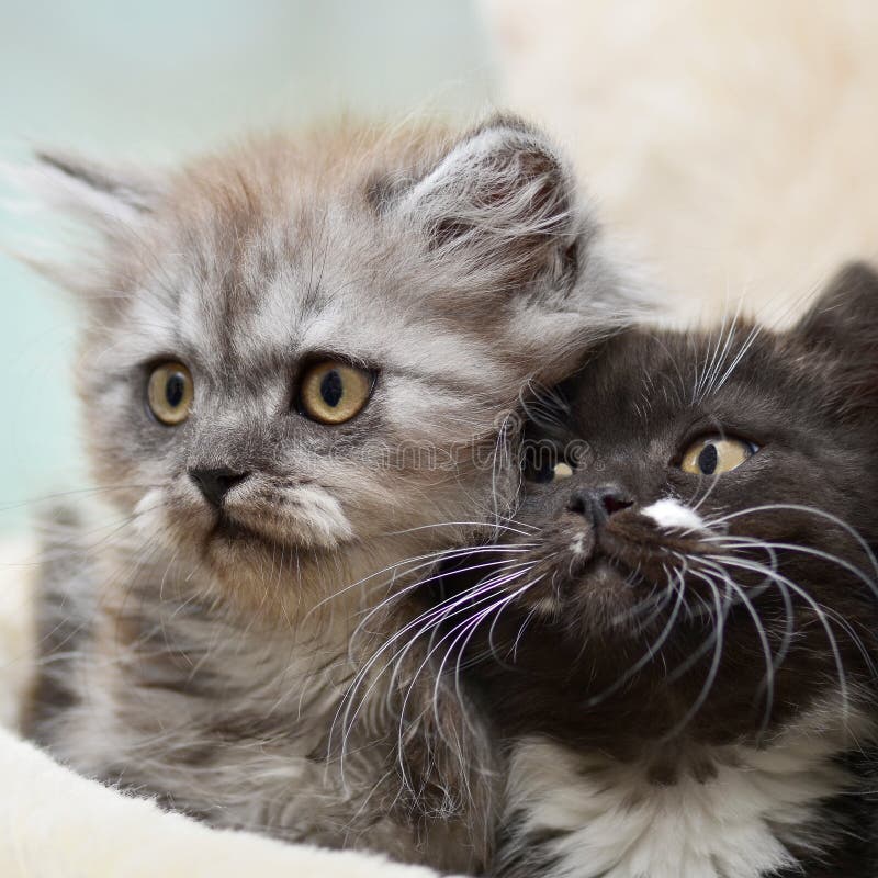 Kittens stock photo. Image of haired, kitten, eyes, feline - 31063756