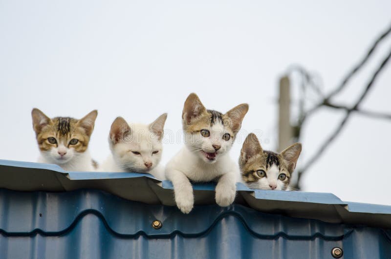 Kittens stock photo. Image of roof, cute, hungry, waiting - 44736702