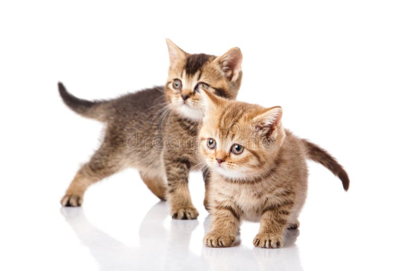 Three red cats. stock image. Image of small, pets, white - 93789621