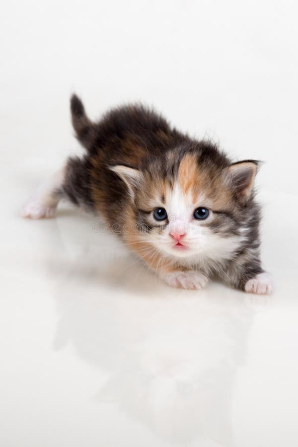 Tender Cute Multi Colored Kittens Stock Photos - Free & Royalty-Free ...