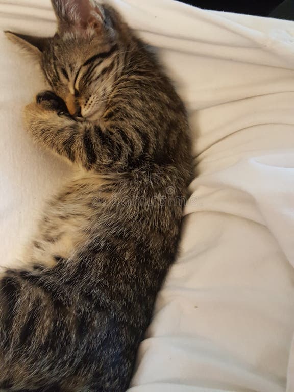 Stuff Cats Eye Stock Photos - Free & Royalty-Free Stock Photos from Dreamstime