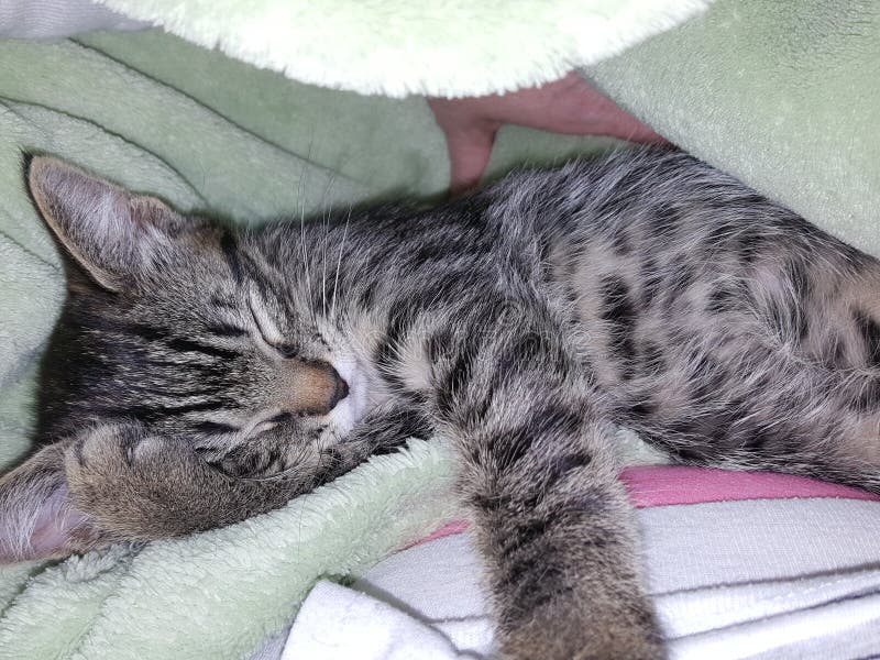 Kitties o stock image. Image of random, times, stuff - 96847415