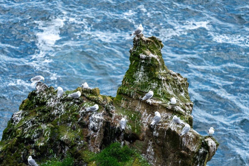 Kittiwake Birds on the Cliffs of Iceland, Nesting by the Ocean Stock ...