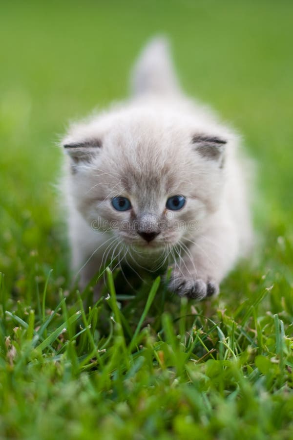 A sad kitty cat stock photo. Image of eyes, camera, beast - 84663694