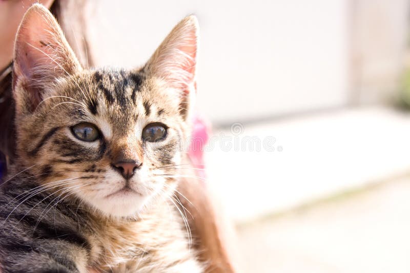 Kitty stock photo. Image of stare, domestic, closeup - 11139304
