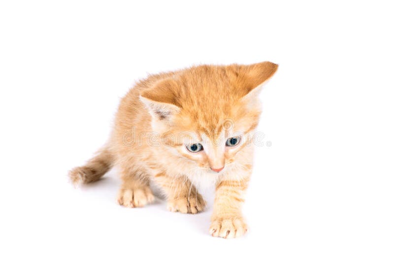 Kitty stock image. Image of beautiful, studio, playful - 16321059