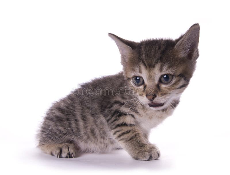 Kitty Picture. Image: 16409298