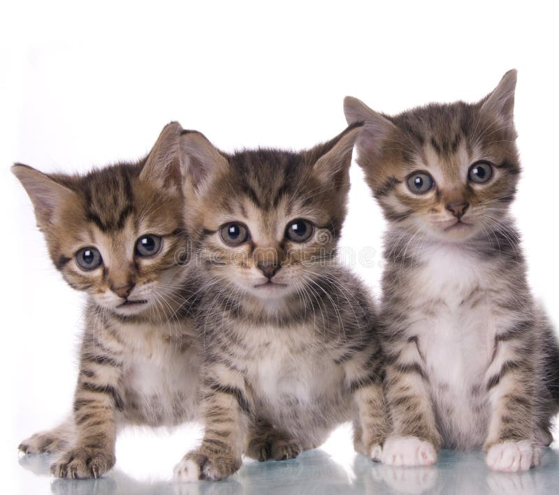 Kitty stock photo. Image of feline, animal, attitudeball - 10174910