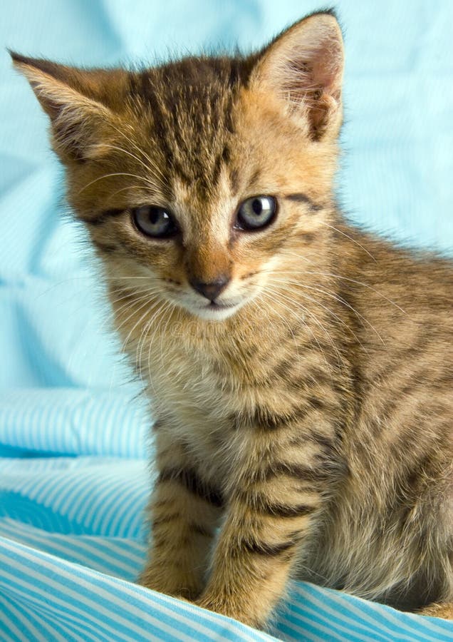 Little kitten stock photo. Image of kitty, baby, yellow - 19386248