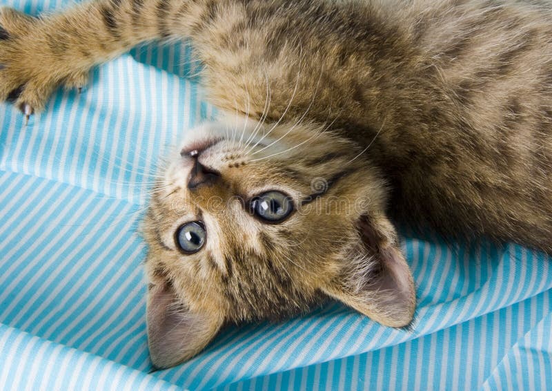 Kitty stock photo. Image of small, claw, kitty, cats, tail - 2005764