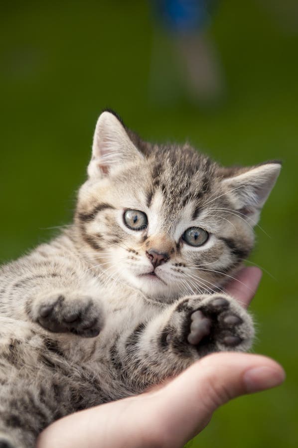 Kitty stock image. Image of kitten, cute, hand, kitty - 20526989