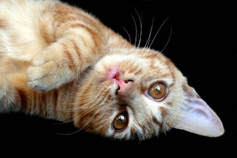 Candid cat portrait stock photo. Image of lovely, domestic - 3512104