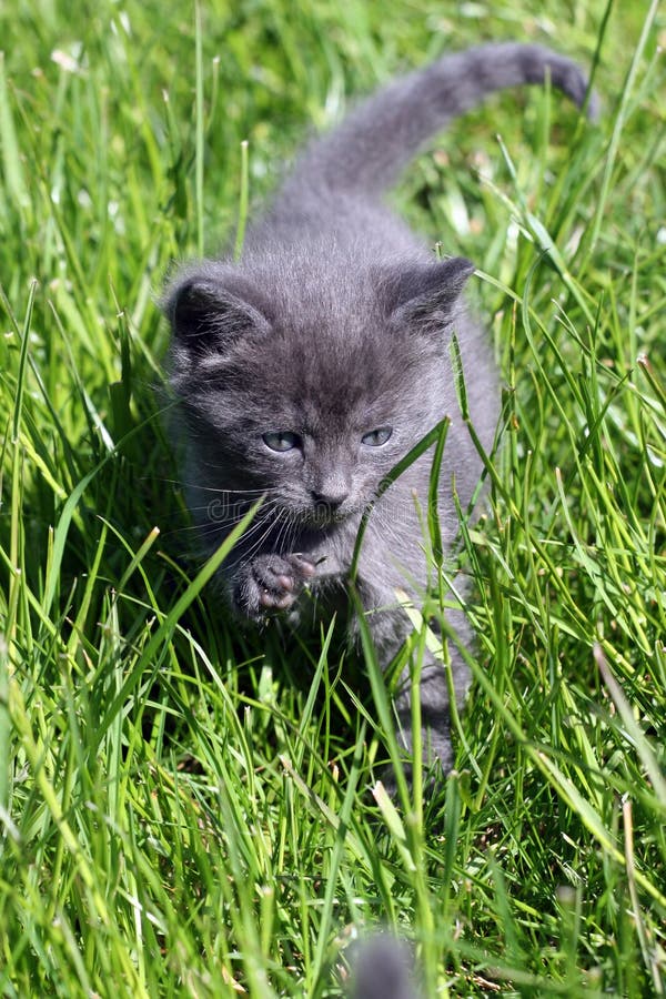 Kitty Picture. Image: 807856