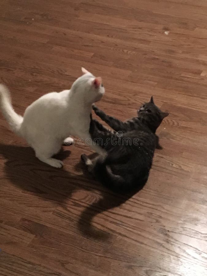 Cat flight stock image. Image of flight, kitty, catnip - 124023573