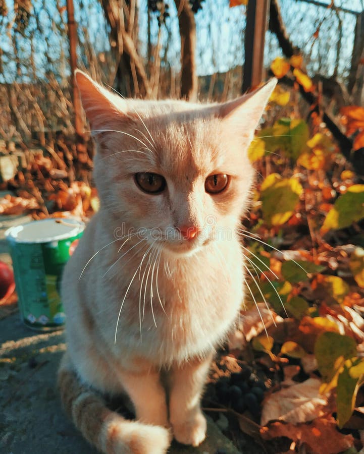 Kitty in the Autumn Morning Stock Image - Image of grass, sunlight ...