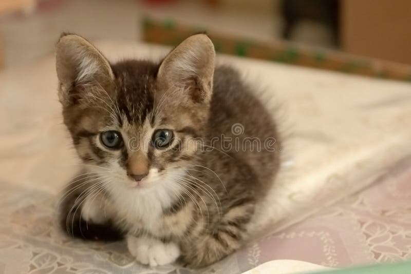 Waiting cat stock image. Image of wait, eyes, care, owner - 8131737