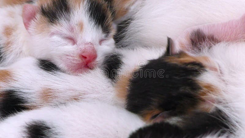 Baby Cats Sleeping on Their Mom S Belly Stock Video - Video of kittens ...