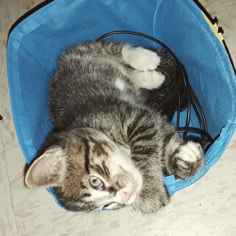 Kitty in a Box Enjoying His Time Stock Photo - Image of time, enjoying ...